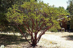 Natural herbal remedy with bearberry