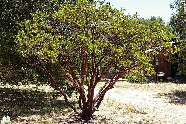 Natural herbal remedy with bearberry