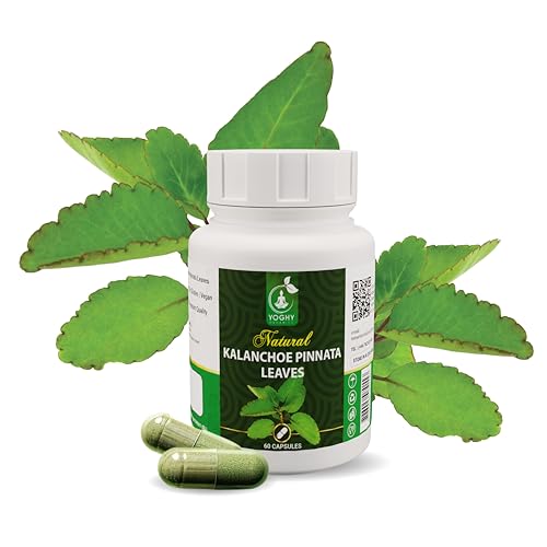 natural herbal supplement Kalanchoe capsules