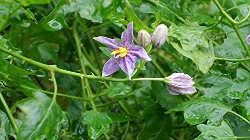 natural herbal supplements for daily wellness