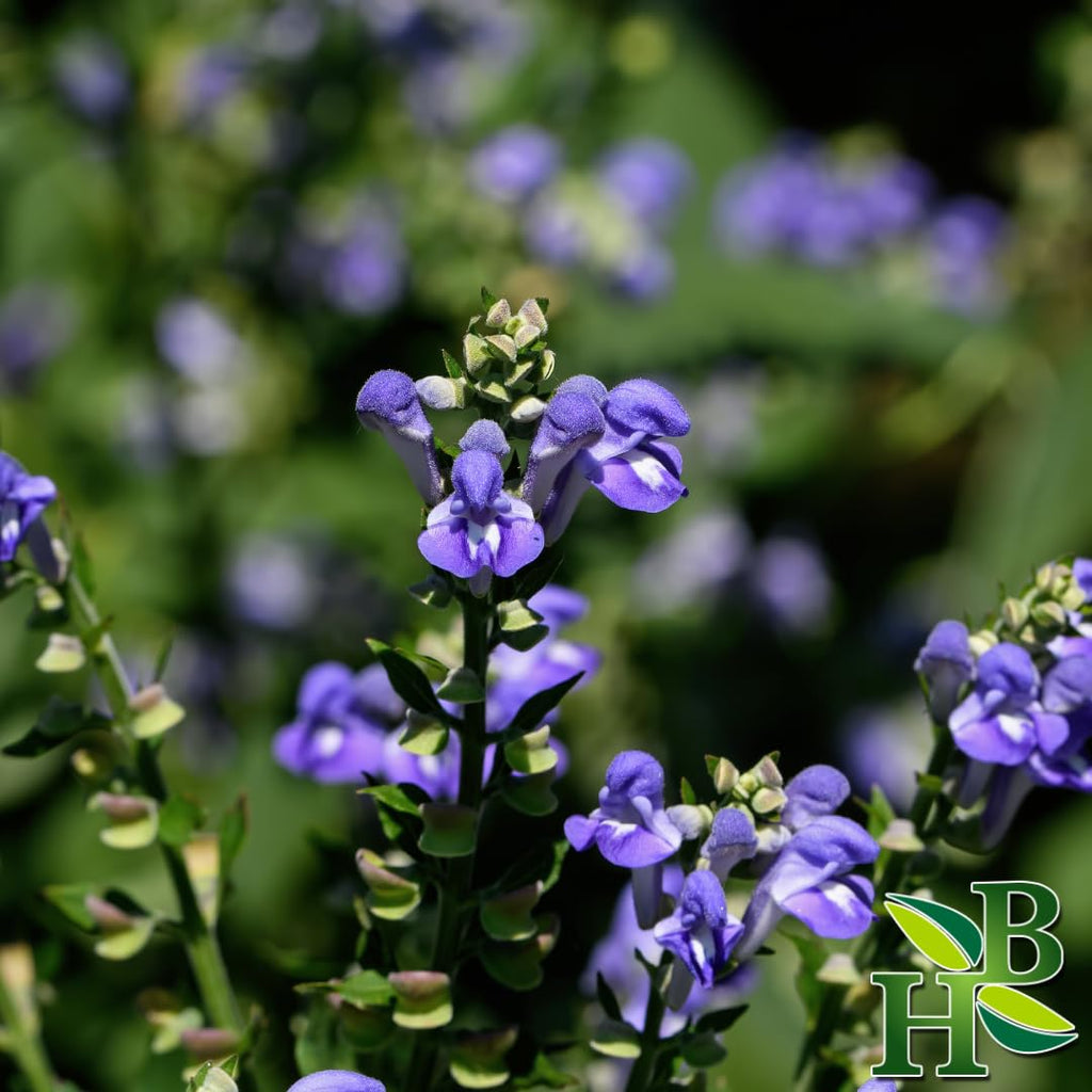 natural herbal supplements for relaxation