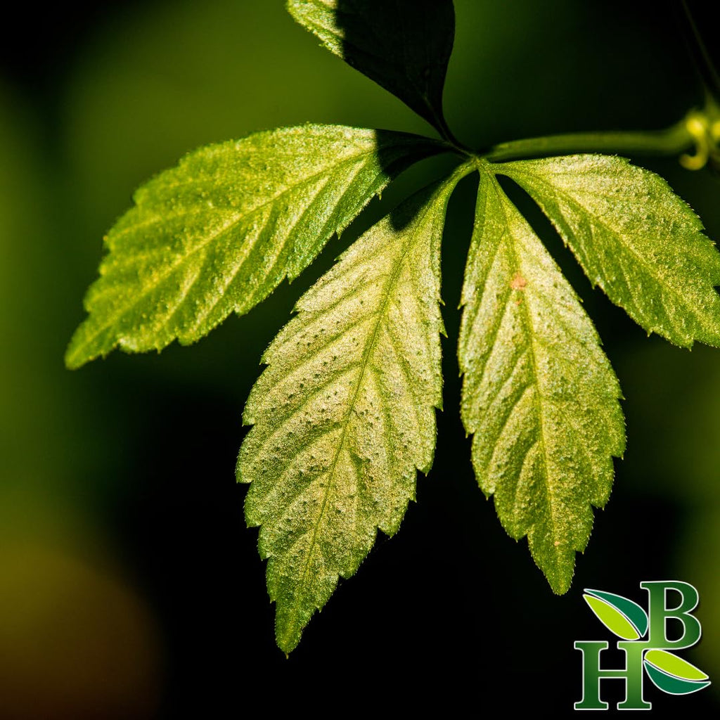 Natural herbal supplements for vitality