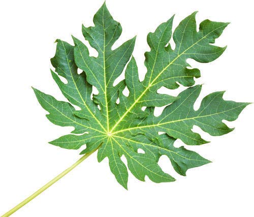 natural herbal supplements for vitality
