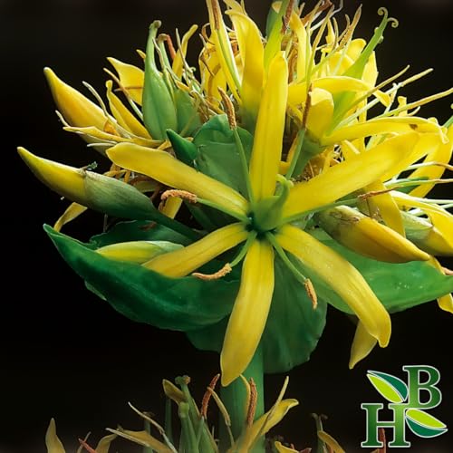 natural herbal supplements for wellness