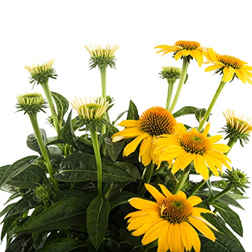 natural herbal supplements from coneflower