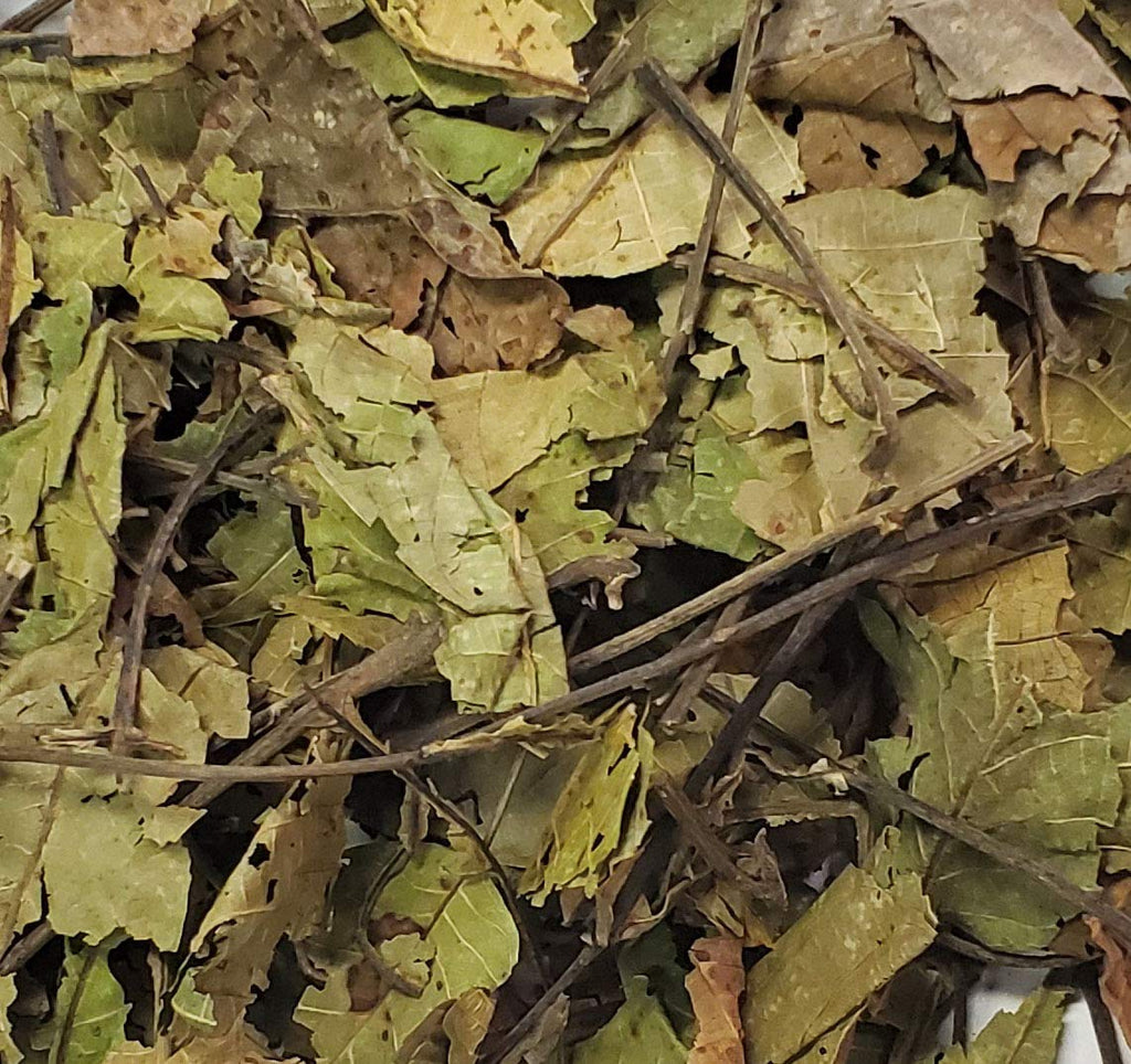 natural herbal tea black walnut leaves