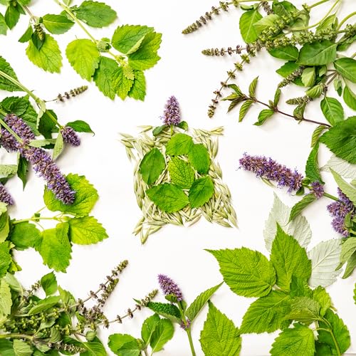 natural herbal tea for wellness