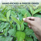 Natural herbal tea with guava leaves