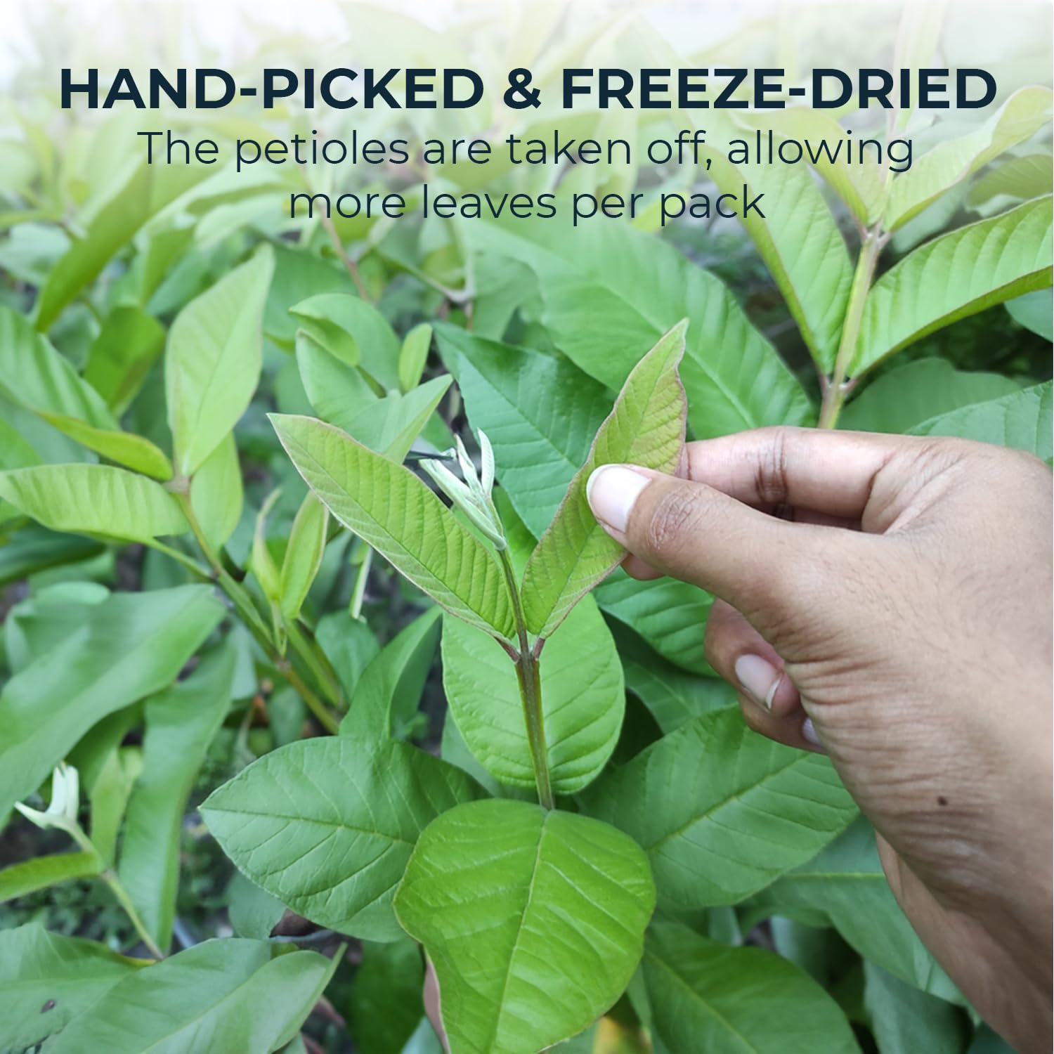 Natural herbal tea with guava leaves