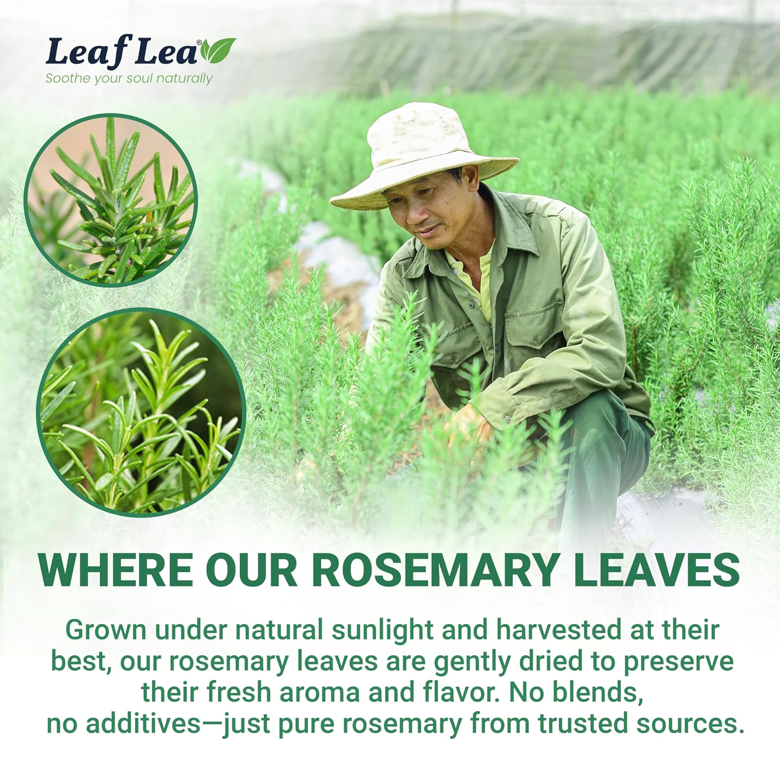 natural herbal tea with rosemary benefits