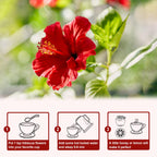 natural hibiscus tea for detox