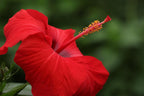 natural hibiscus tea for hydration