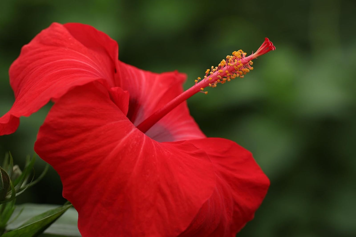 natural hibiscus tea for hydration