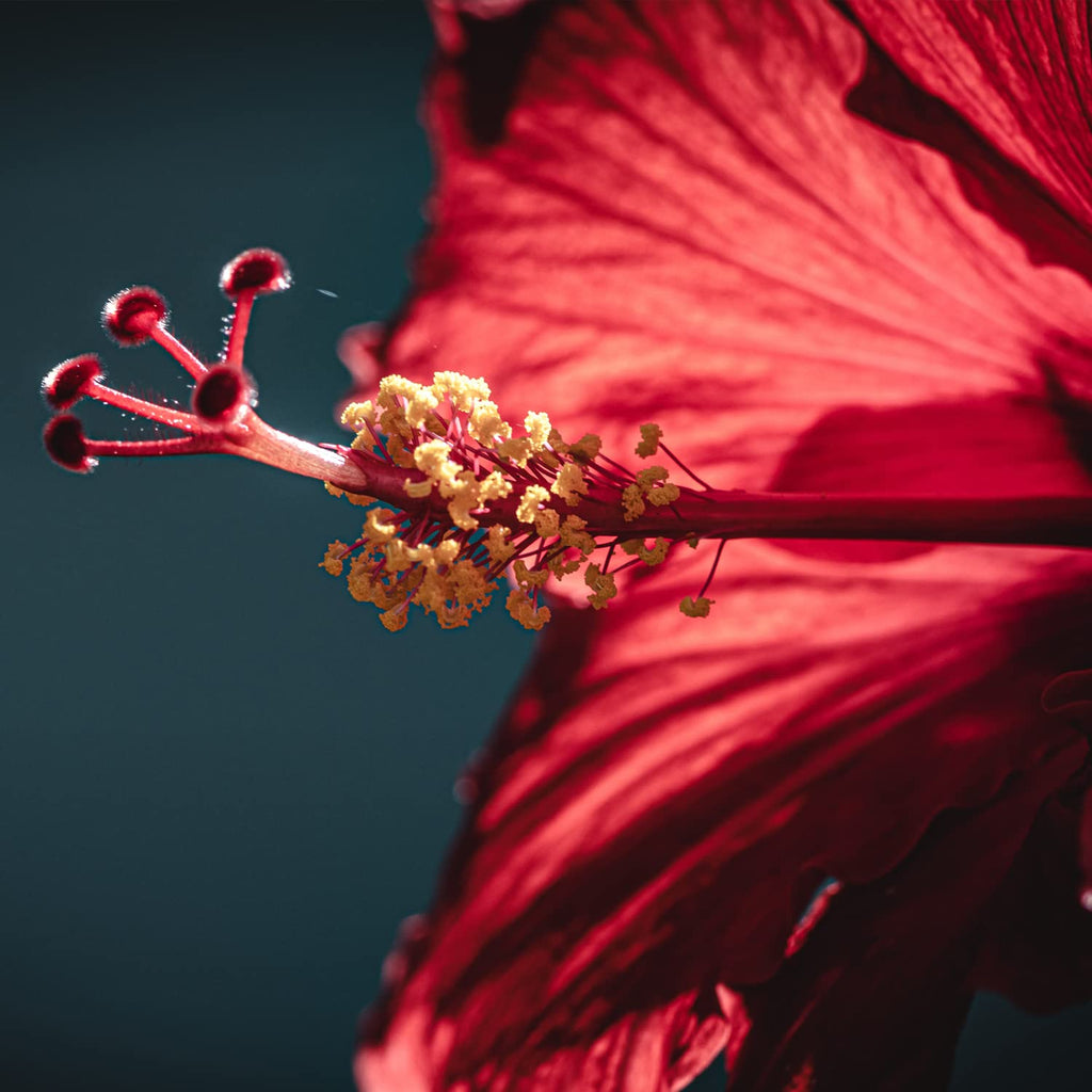 natural hibiscus tea for iced drinks