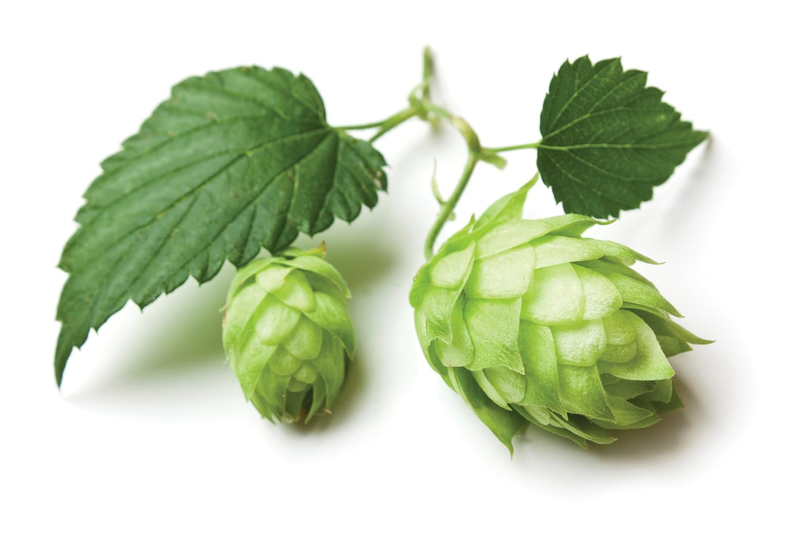 Natural hops flowers tea benefits