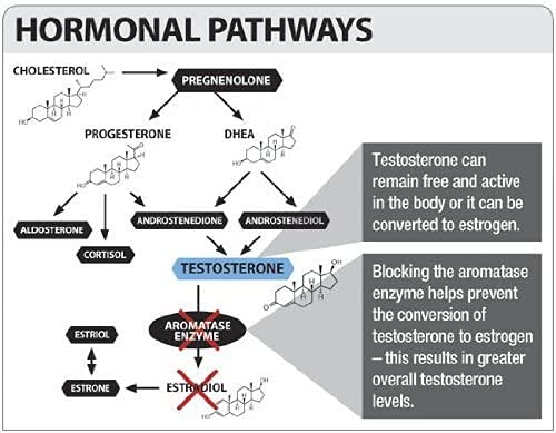 natural hormonal support for athletes