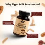 Natural immune booster Tiger Milk Mushroom