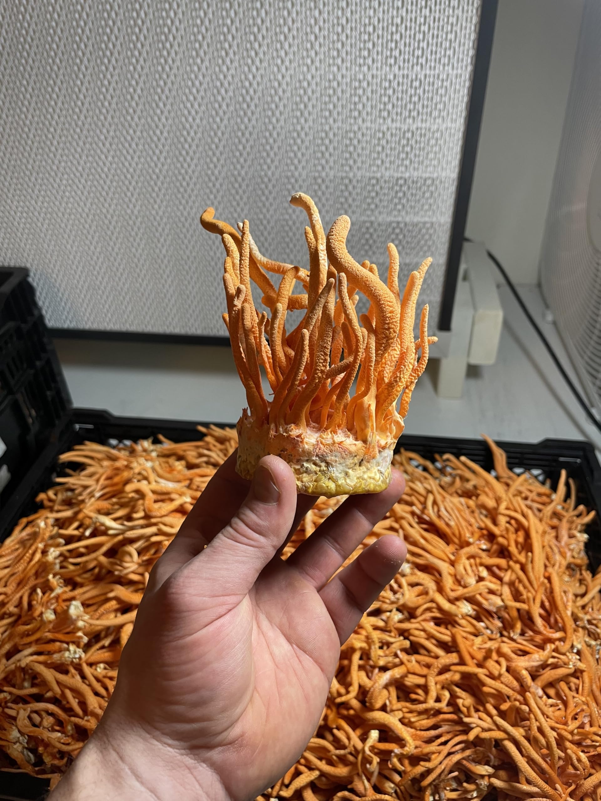 natural immune support cordyceps mushrooms