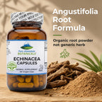 natural immune support echinacea