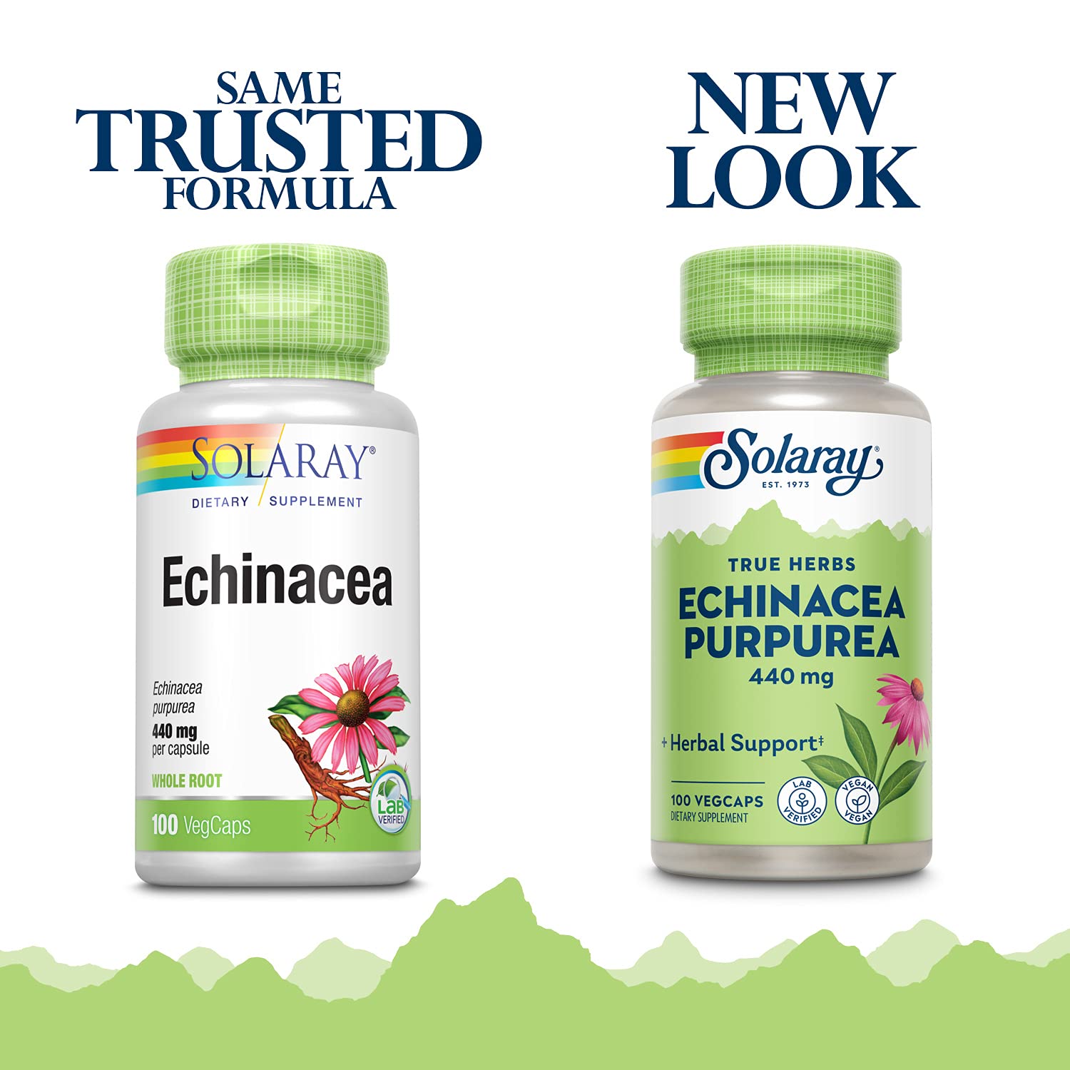 Natural immune support echinacea