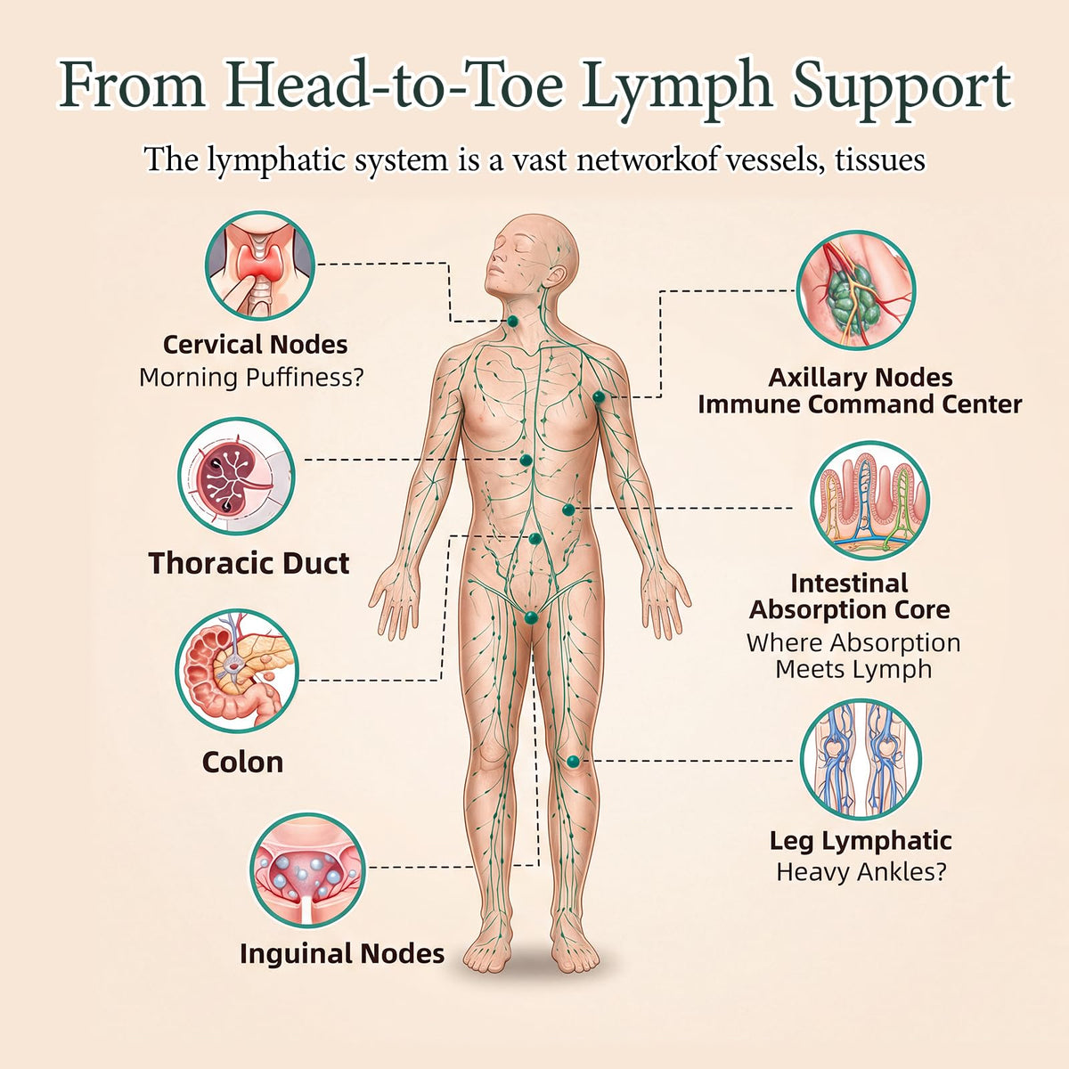 Natural immune support Lymphatic Drops