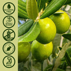 natural immune support olive leaf