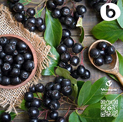 Natural immune support with aronia berries