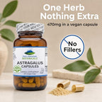 natural immune support with astragalus