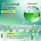 Natural immune system booster drops