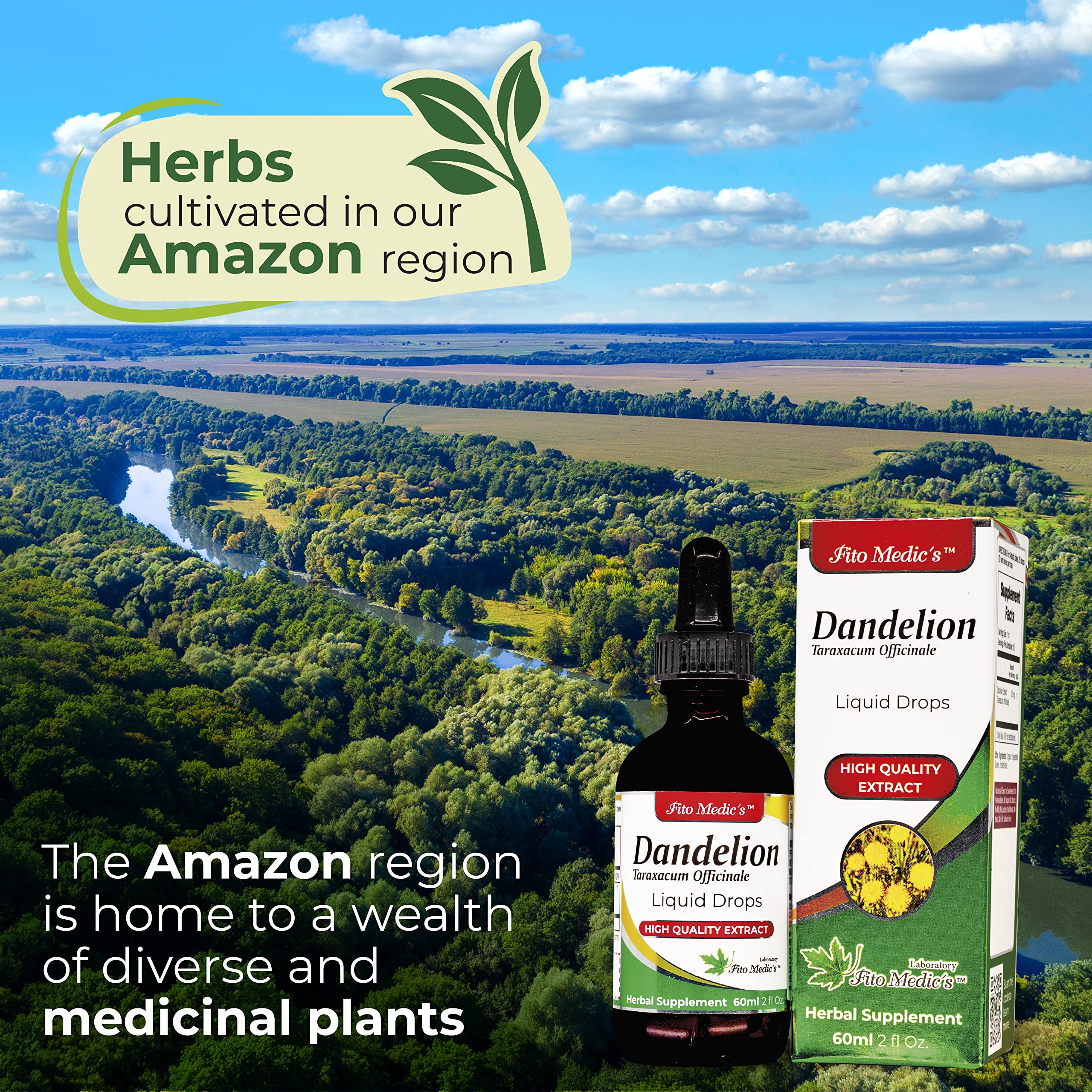 Natural immunity support with dandelion