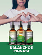 natural Kalanchoe glycerite benefits