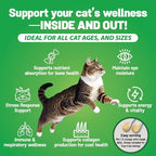 natural l-lysine supplement for pets