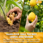 natural lemon ginger tea infusion