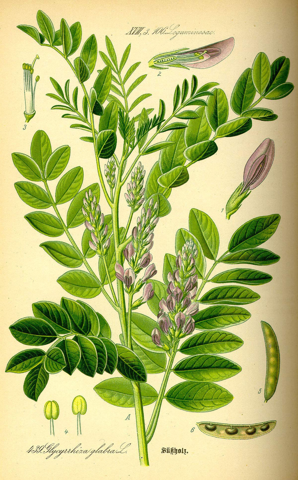 natural licorice root extract benefits