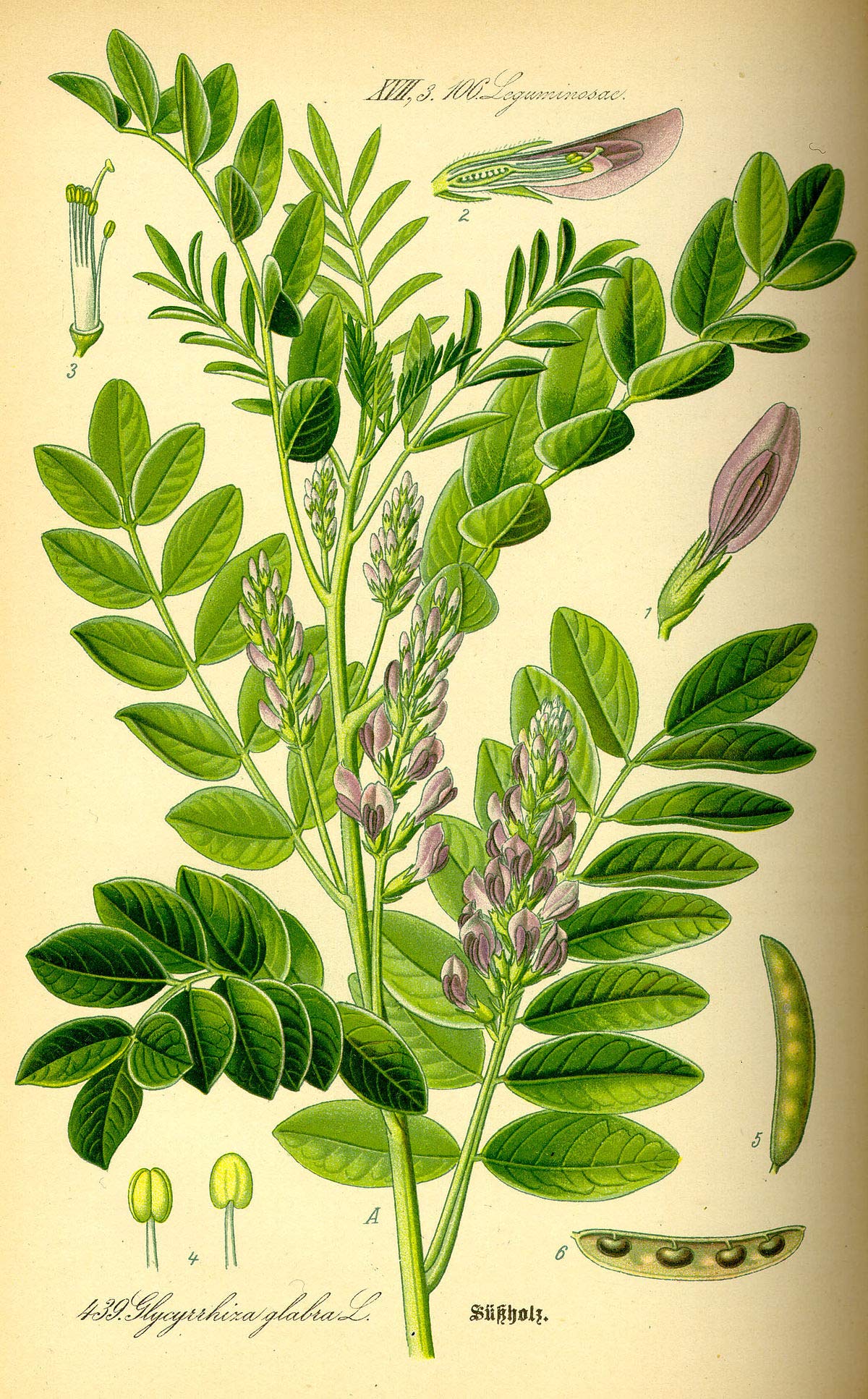 natural licorice root extract benefits