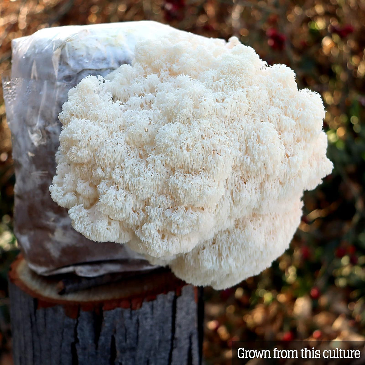 natural lion's mane health benefits