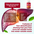 natural liver cleanse support