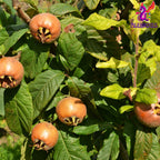 Natural loquat leaves tea benefits