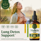 Natural lung cleanse with Mullein extract