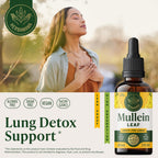 Natural lung cleanse with Mullein extract