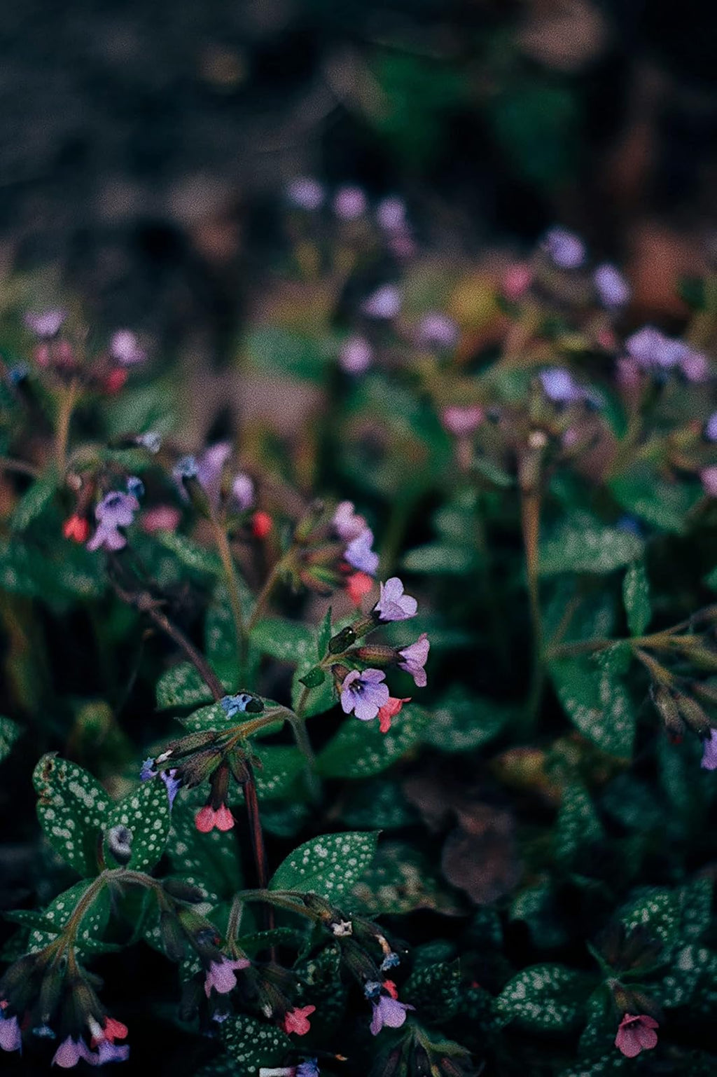 Natural lungwort tea for relaxation