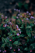 Natural lungwort tea for relaxation