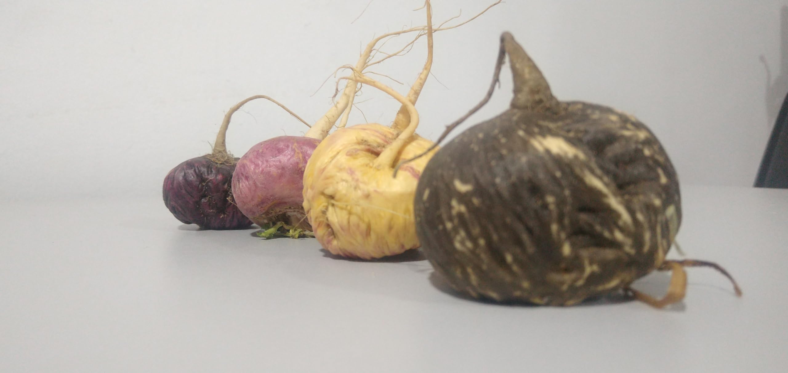 natural maca root for wellness