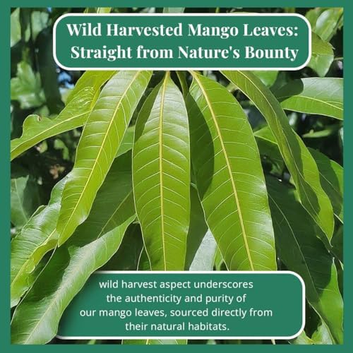 natural mango leaf tea benefits
