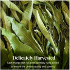 Natural mango leaf tea benefits