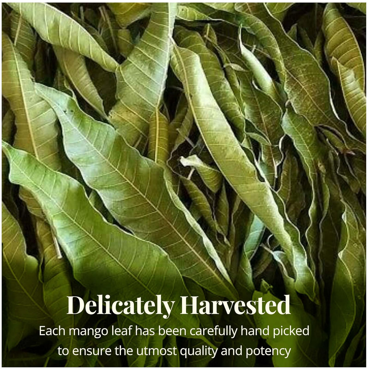 Natural mango leaf tea benefits
