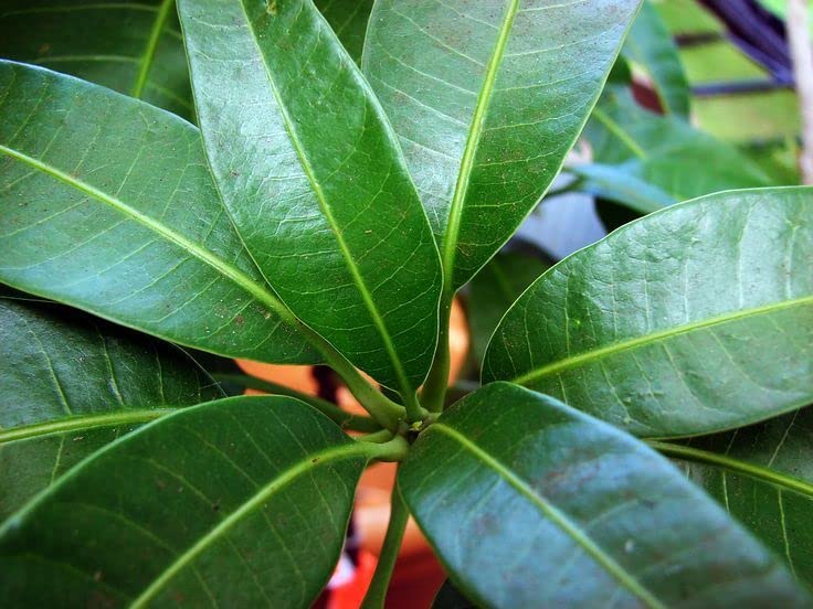 natural mango leaves tea for relaxation