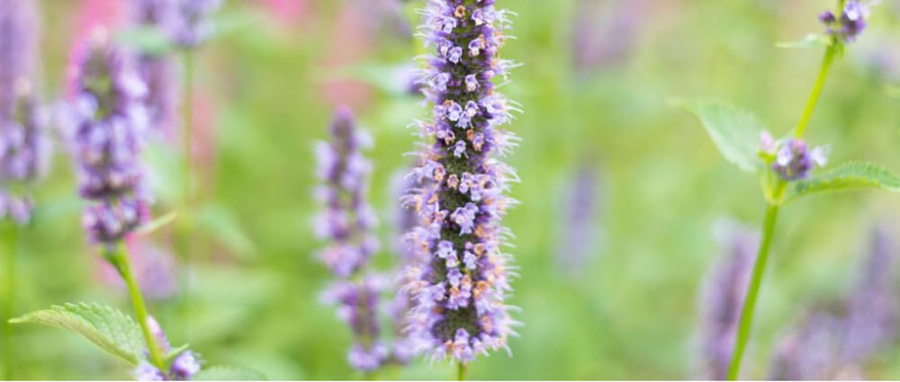 natural mineral supplement for health