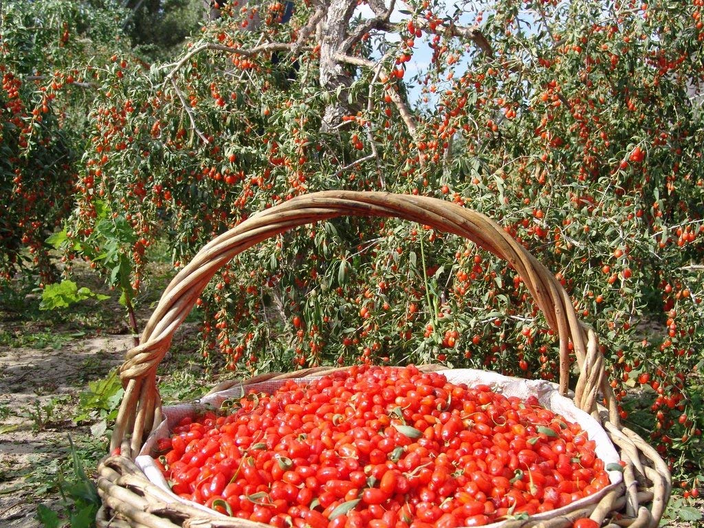 natural mineral supplement goji powder