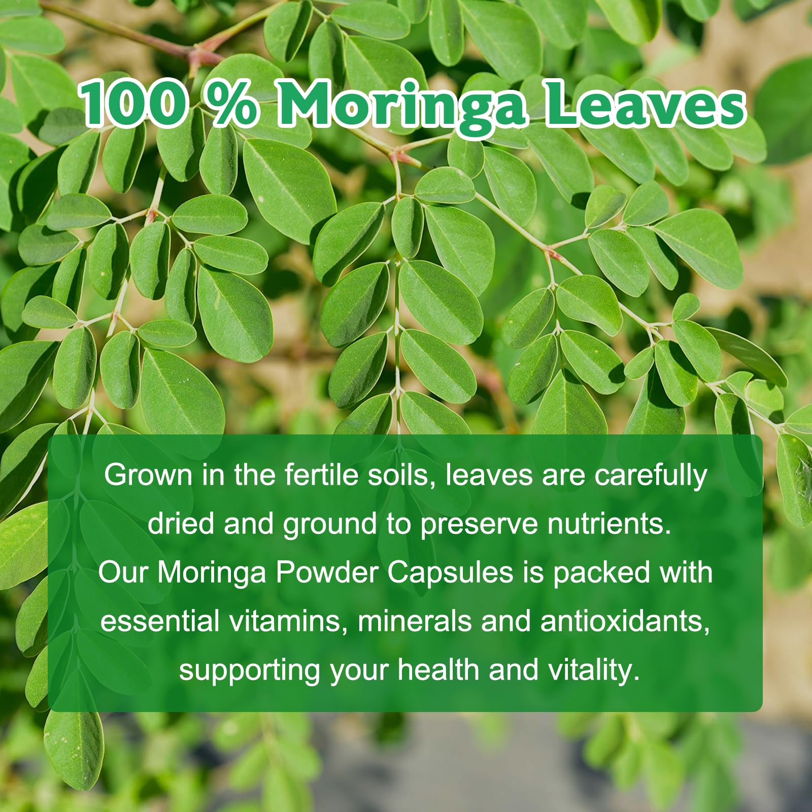 natural moringa for immune support